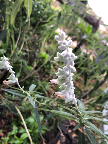 Salvia leucantha 'Velour white' | Tailored Botanical