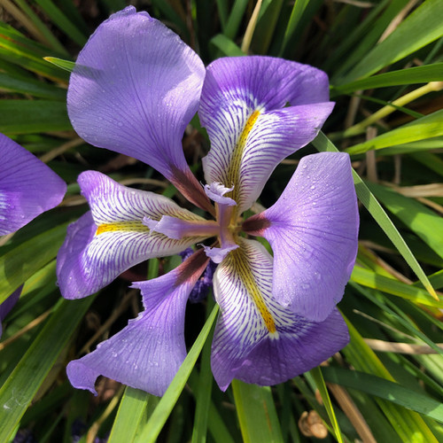 Iris unguicularis (Algerian or Winter Iris) | Tailored Botanical