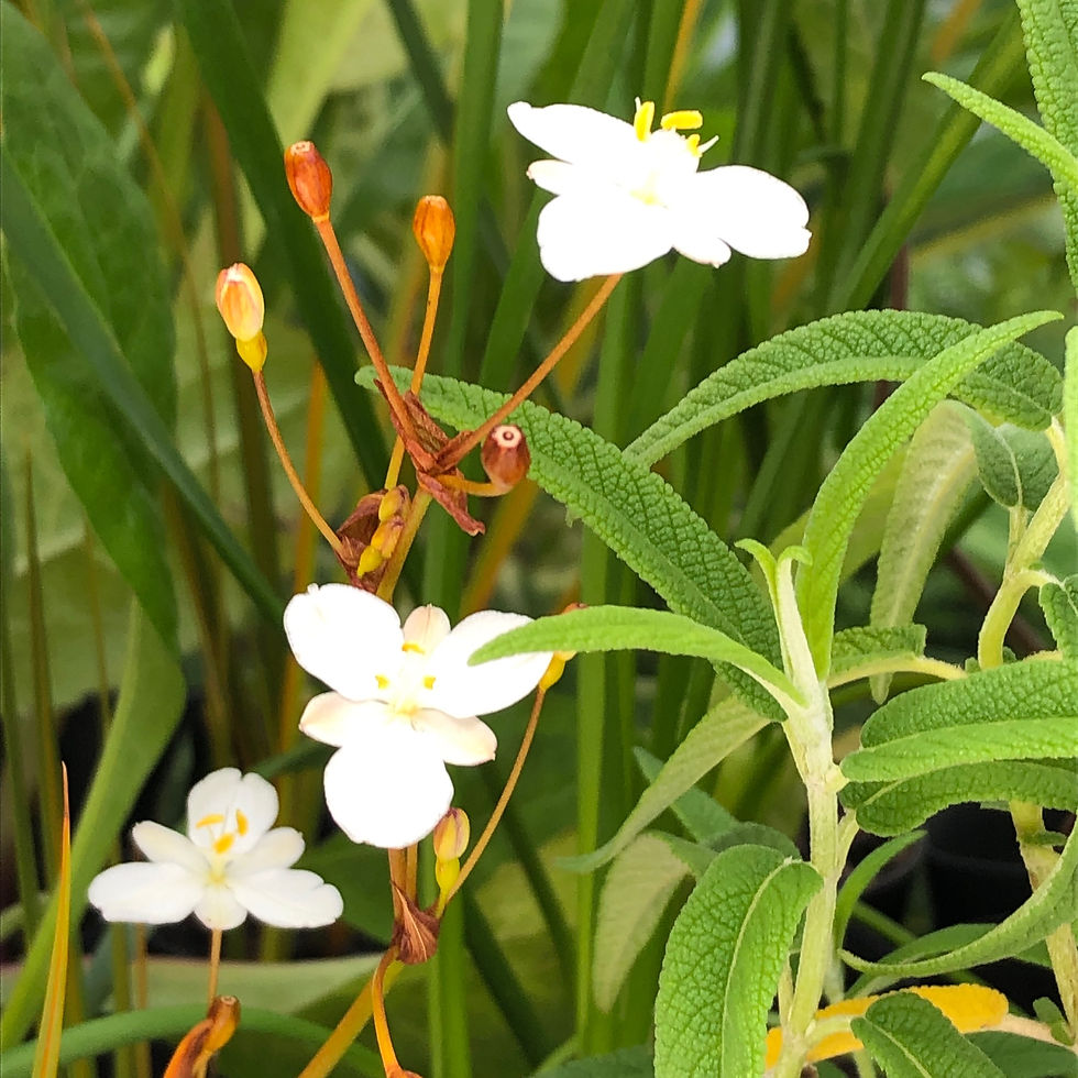 Libertia peregrinans - New Zealand Iris or Orange Libertia | Tailored ...