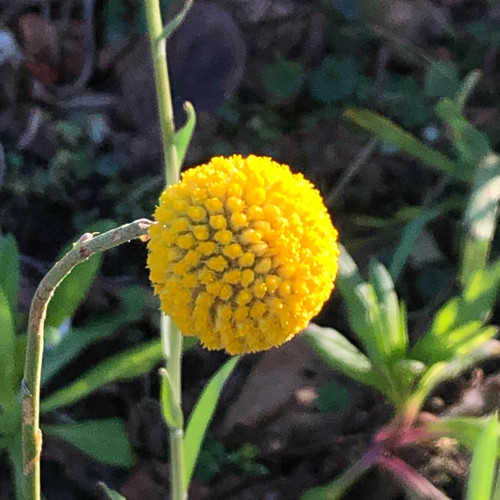 Pycnosorus globosus - Billy Buttons | Tailored Botanical
