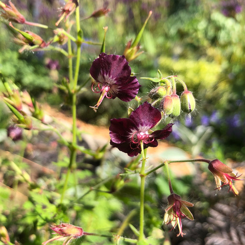 Geranium phaeum - Dusky crane's-bill | Tailored Botanical