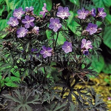 Geranium pratense 'Victor Reiter' | Tailored Botanical