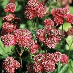 Astrantia major ‘Rose Symphony’ (Rosensinfonie) | Tailored Botanical