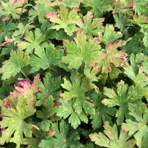 Geranium macrorrhizum album - Rock Cranesbill | Tailored Botanical