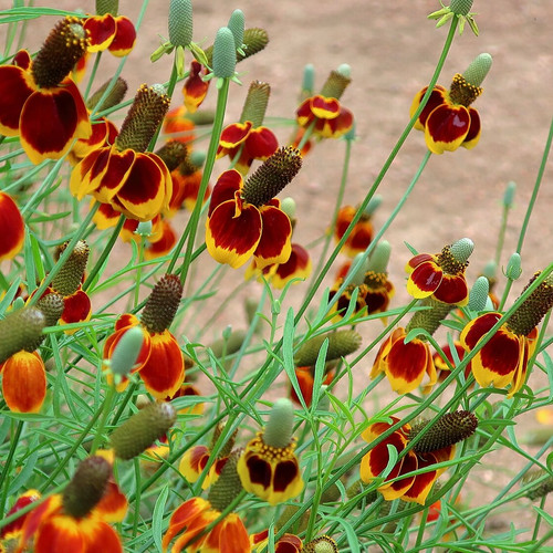 Ratibida columnifera - Mexican Hat Plant | Tailored Botanical
