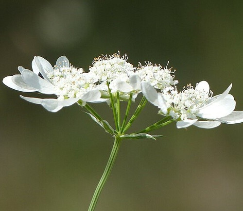 Orlaya grandiflora - White Lace Flower | Tailored Botanical