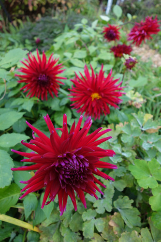Dahlia - ‘Mrs Rees’ | Tailored Botanical
