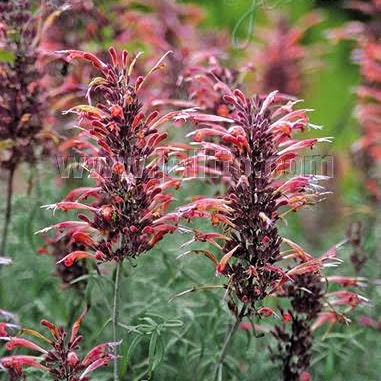 Agastache rupestris - Apache Sunset (Hyssop) | Tailored Botanical