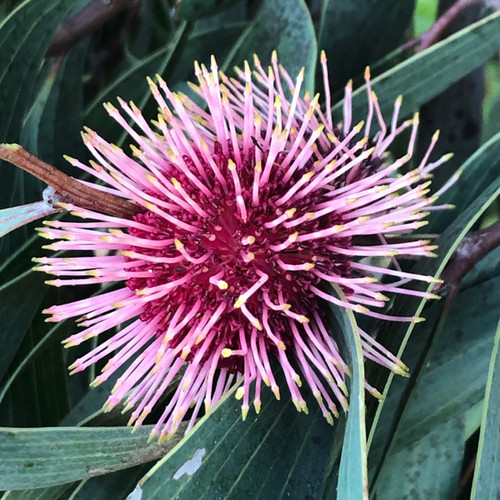Hakea laurina - Pincushion Hakea - kodjet. | Tailored Botanical