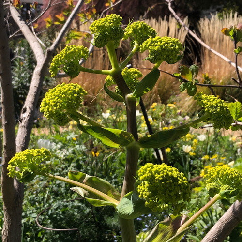 Ferula communis | Tailored Botanical