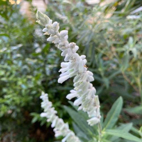Salvia leucantha 'Velour white' | Tailored Botanical