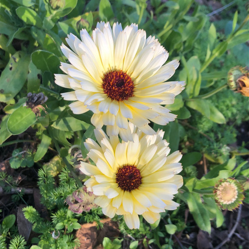 Calendula offinalis ‘Ivory Princess’ | Tailored Botanical