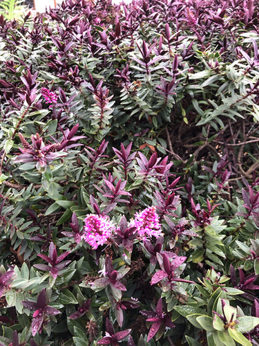 Hebe - burgundy leaf, pink flowers | Tailored Botanical