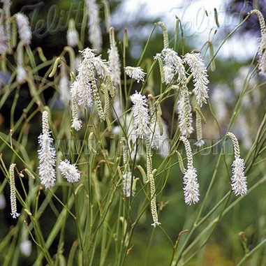 Sanguisorba tenuifolia var. tenuifolia f. alba - White Japanese Burnet ...