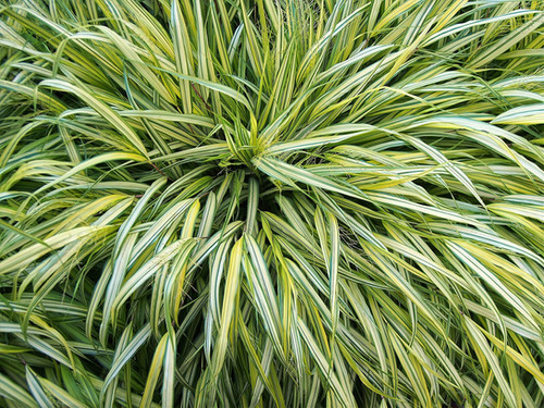 Hakonechloa macra ‘Aureola’ - Japanese Forest Grass - Golden Hakone ...