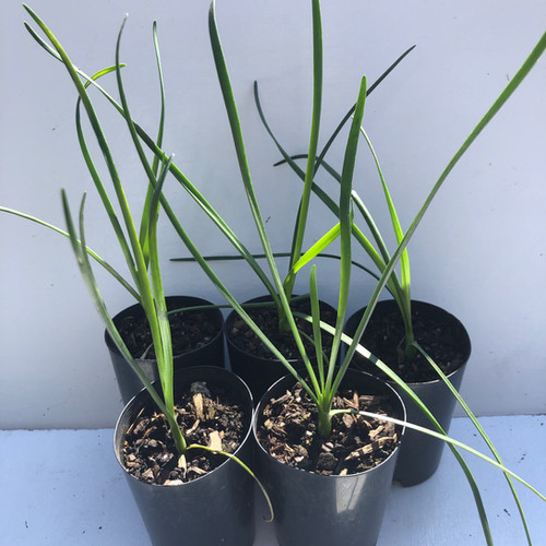 Allium nutans - Siberian Chives | Tailored Botanical