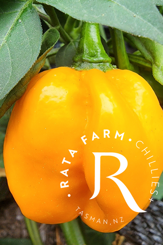 7 Pot Yellow Seeds | Rata Farm