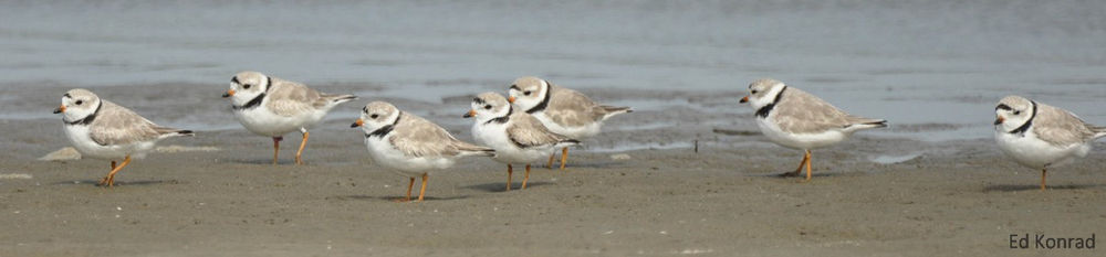 Great Lakes Piping Plovers return to Non-breeding territories