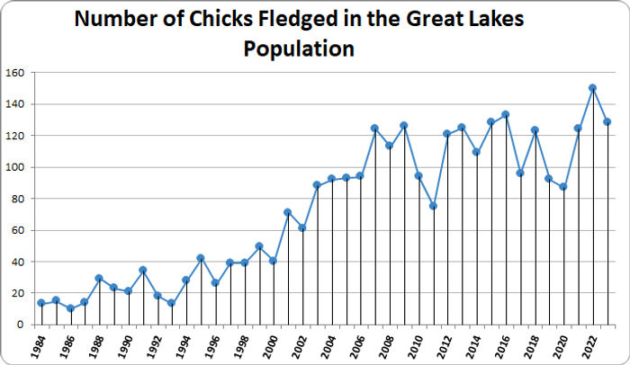 Population-status | Great Lakes Piping Plover Recovery Effort