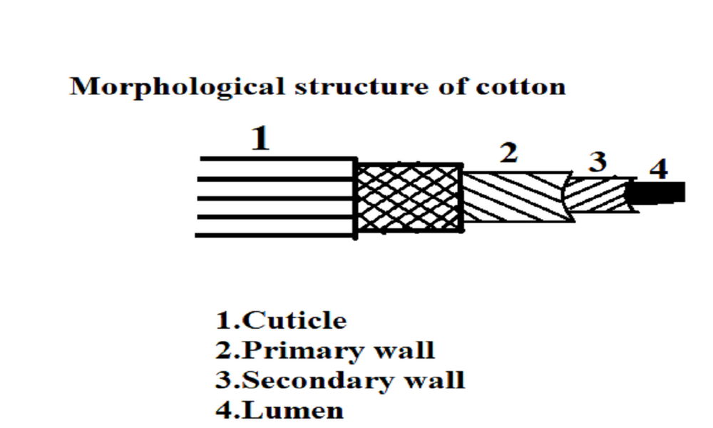 COTTON FIBER