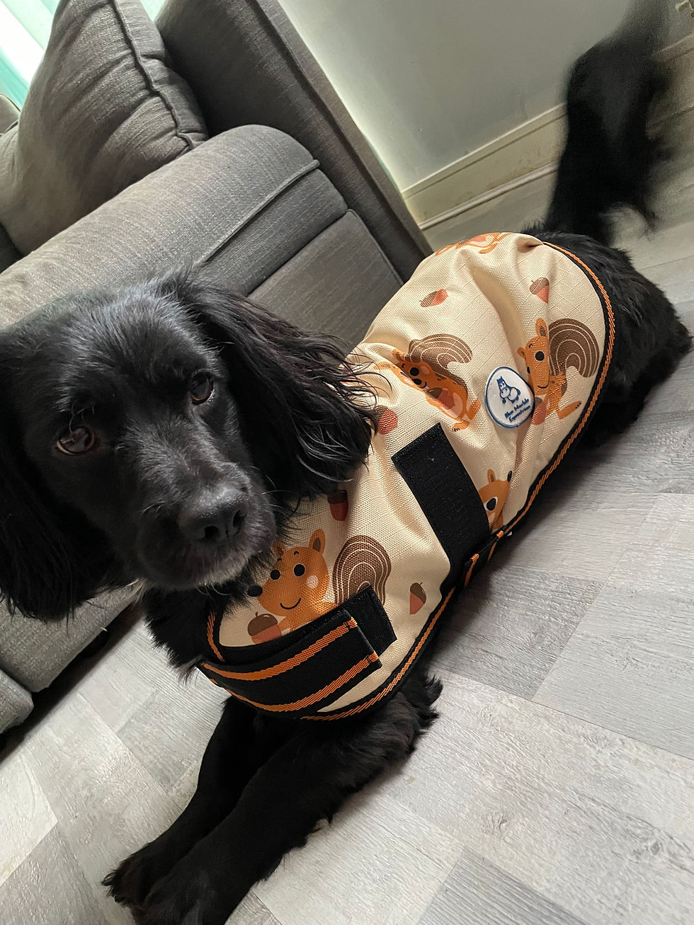 Waterproof Dog Coats | Blue Marble