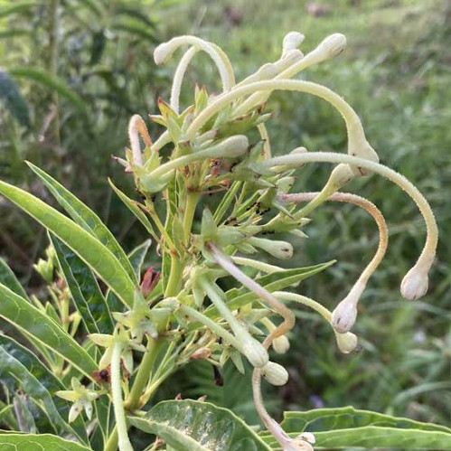 Clerodendrum indicum/भारंगी(Bharangi) | Blooms Deck