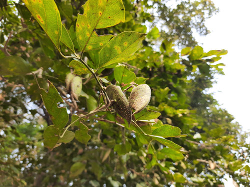 Pongamia pinnata/करंज(karanj) | Blooms Deck