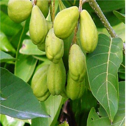 Terminalia chebula/हरड़(Harad) | Blooms Deck