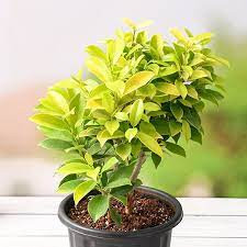 ficus panda plant/वीपिंग फ़िग(Weeping Fig) | Blooms Deck