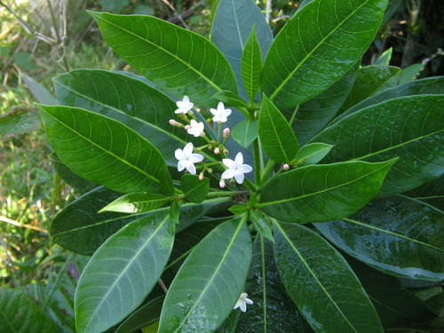 Rauwolfia densiflora | Blooms Deck