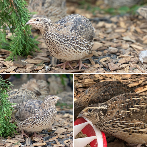 Coturnix Quail - Female and male | Newland Poultry