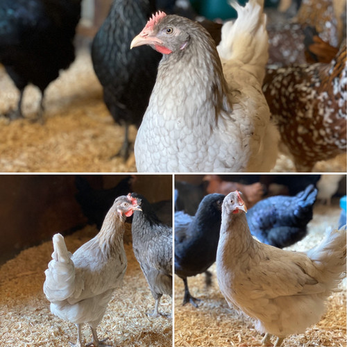 Blue Splash Hybrid | Newland Poultry