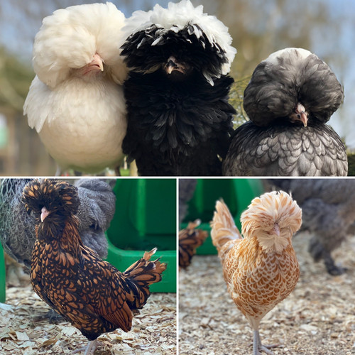 Poland/Padovana Bantams | Newland Poultry