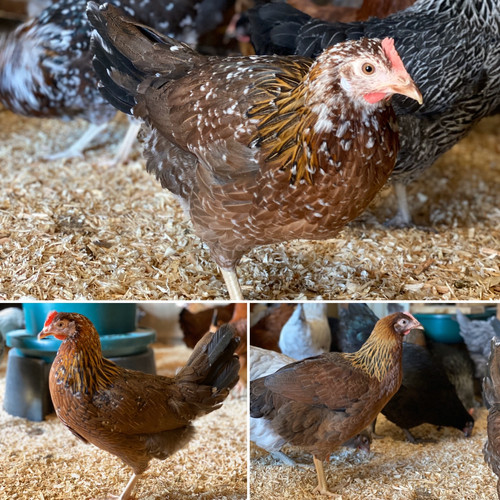 Partridge Star Hybrid | Newland Poultry