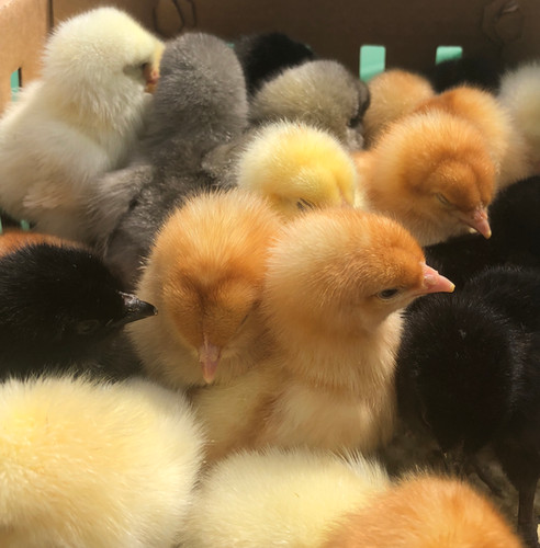 Hybrid Chicks - Guaranteed Female | Newland Poultry