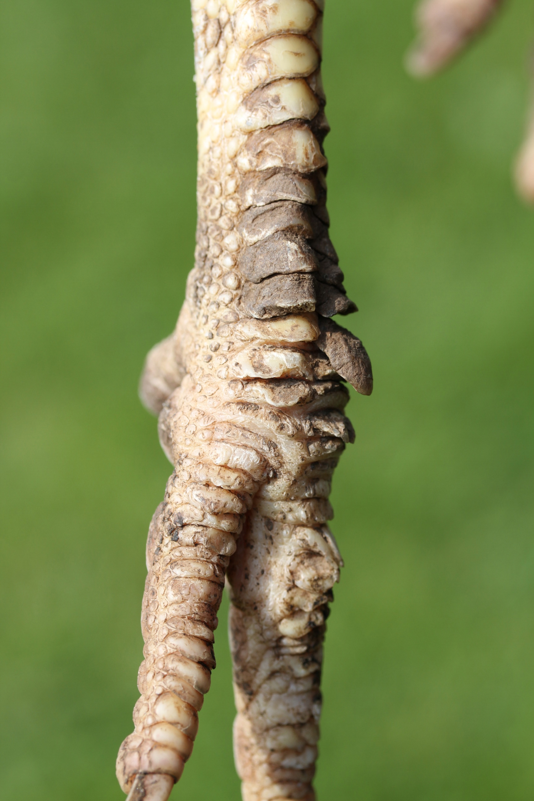 Chicken Health & Common Issues | Newland Poultry