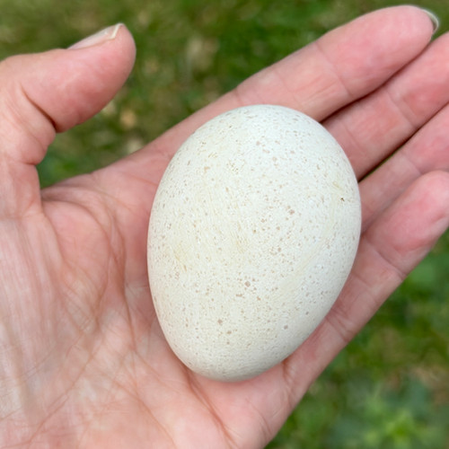 Norfolk Bronze Turkey hatching eggs. | Newland Poultry