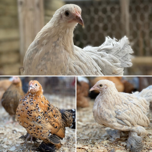 Sablepoot | Newland Poultry