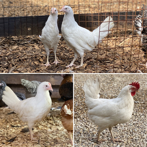White Star Hybrid | Newland Poultry