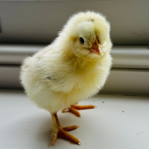 French Wheaten Marans Chicks - 1 day to 2 weeks old | Newland Poultry