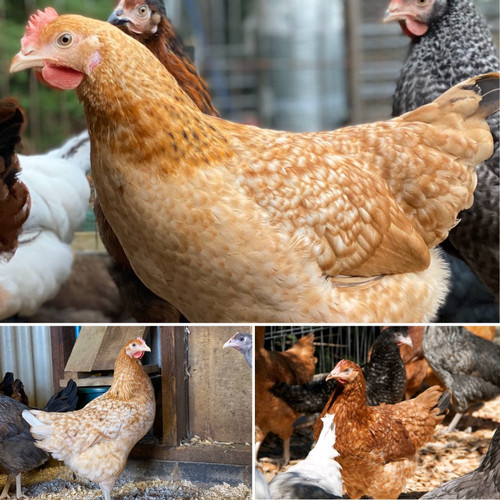 Marigold Hybrid | Newland Poultry