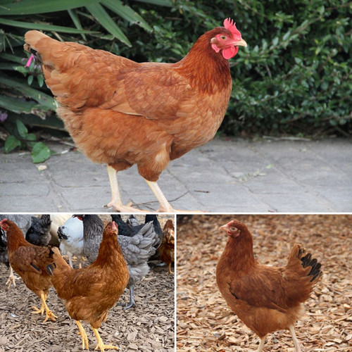 Blacktail Hybrid | Newland Poultry