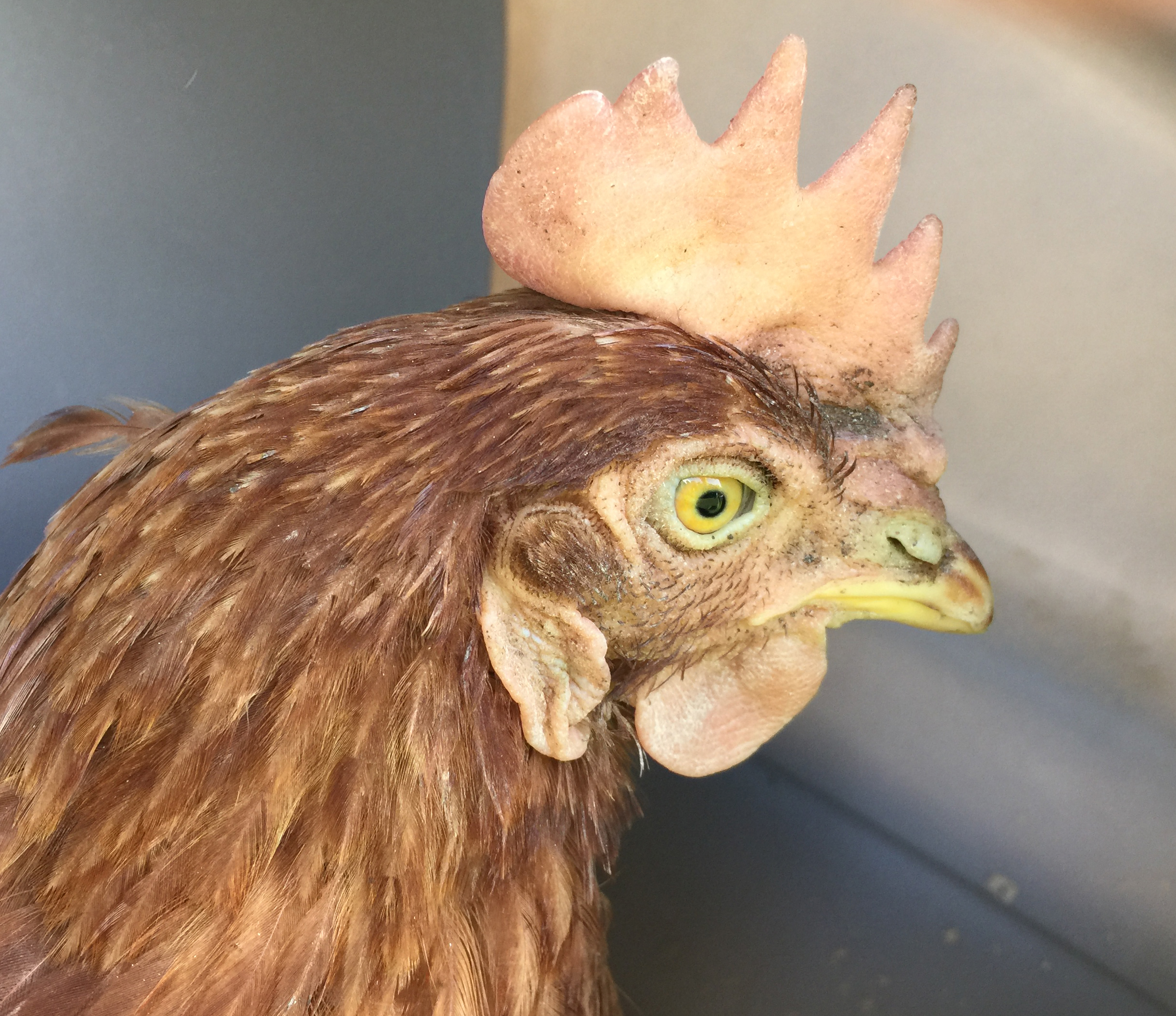 Chicken Health & Common Issues | Newland Poultry