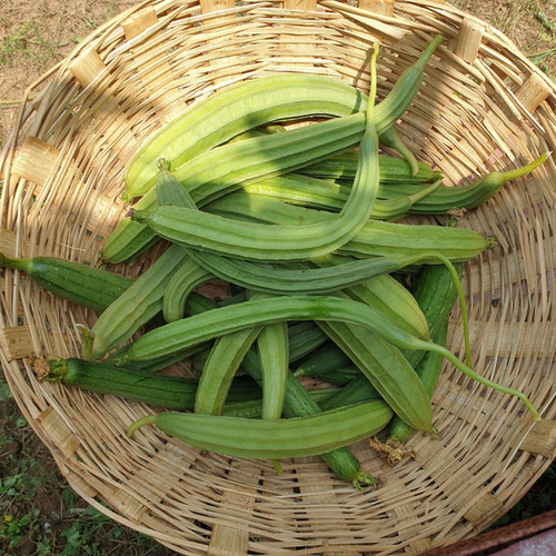 Ridge Gourd (Turai) seeds | Buy Seeds |Aanandaa