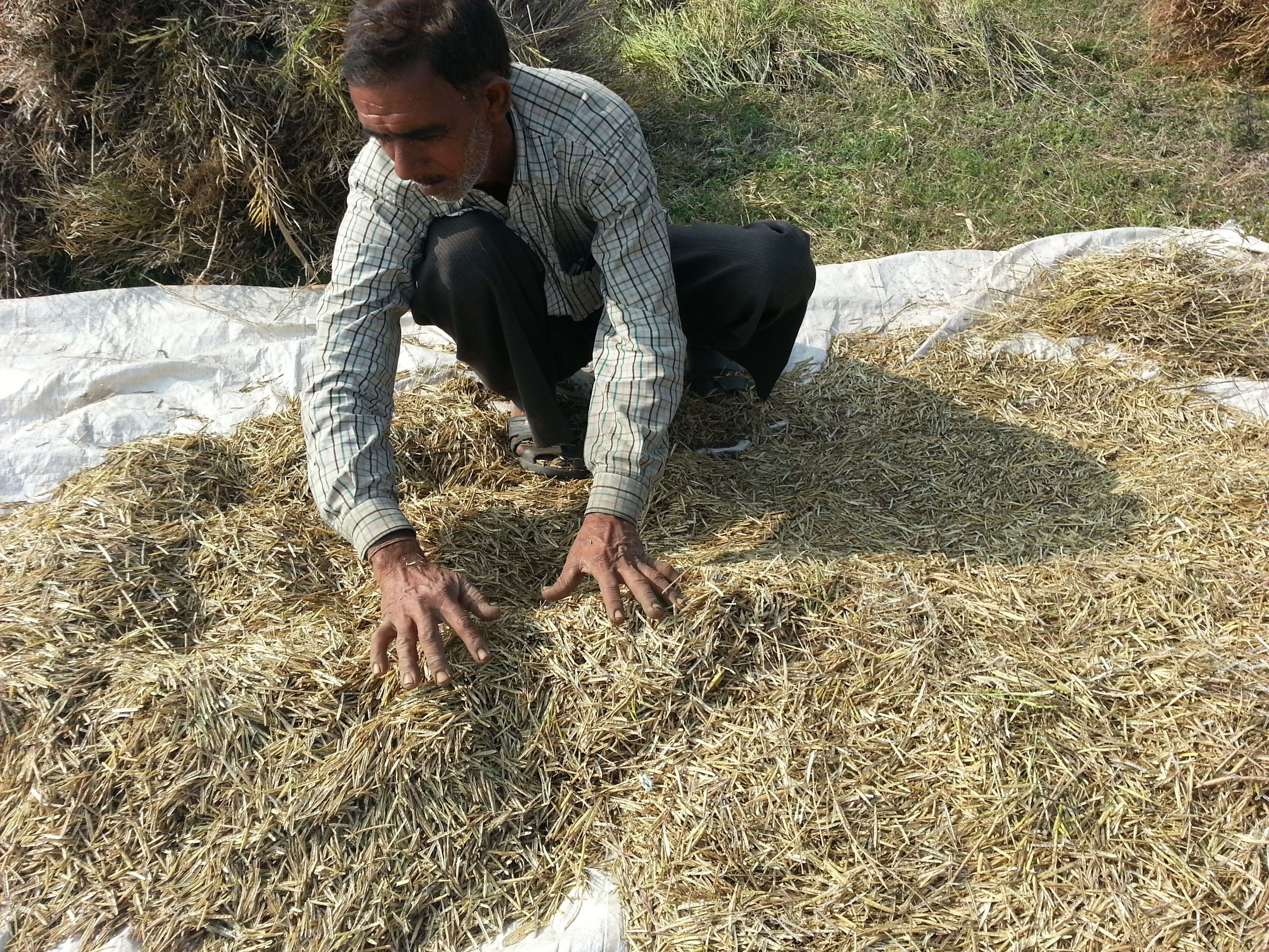Growing Mustard | Sarson at Aanandaa Permaculture Farm in India