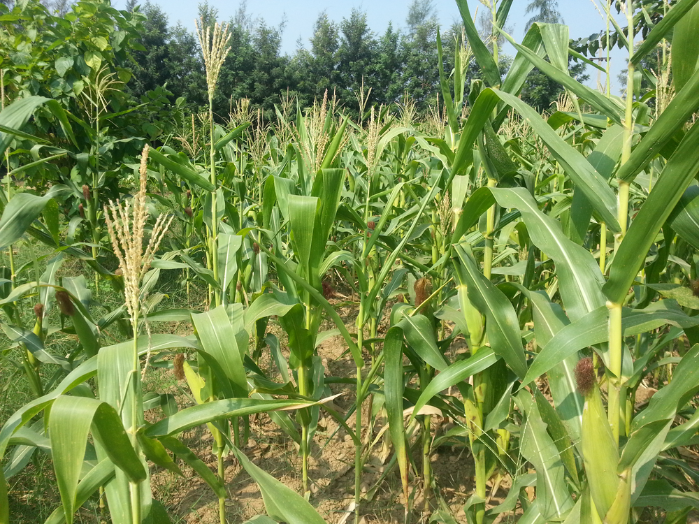 Growing Maize | Corn
