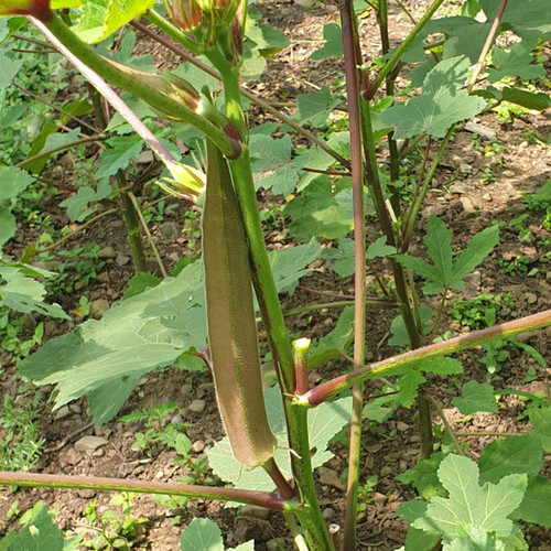 Red Okra | Bhindi Seeds | Buy Seeds |Aanandaa