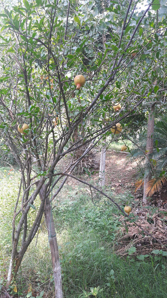 Fruit Trees in Permaculture: Pomegranate
