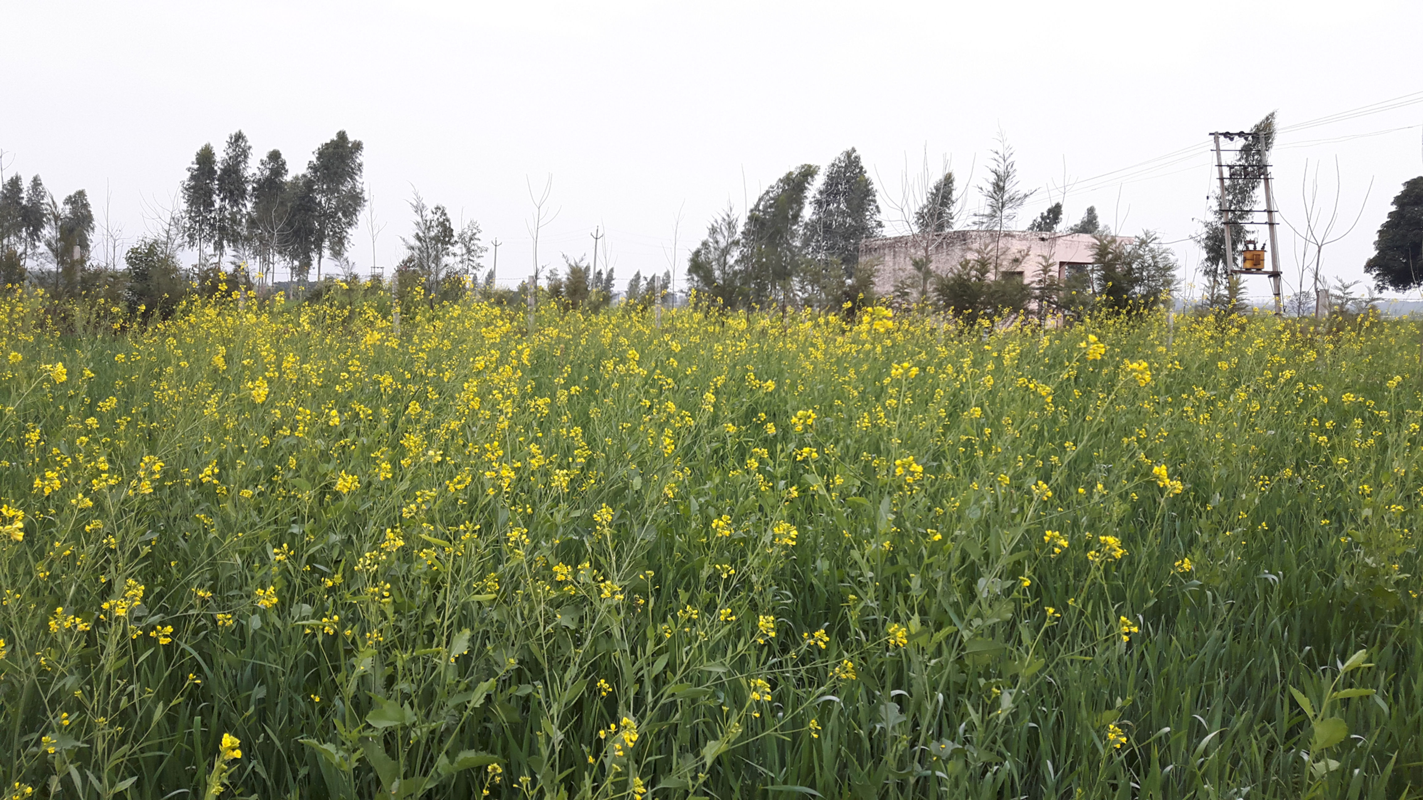 Growing Mustard | Sarson at Aanandaa Permaculture Farm in India