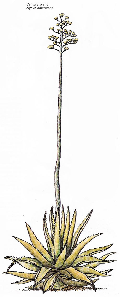 MONOCARPIC: Aka 'Death Blooms' and Why They Are Not So Scary